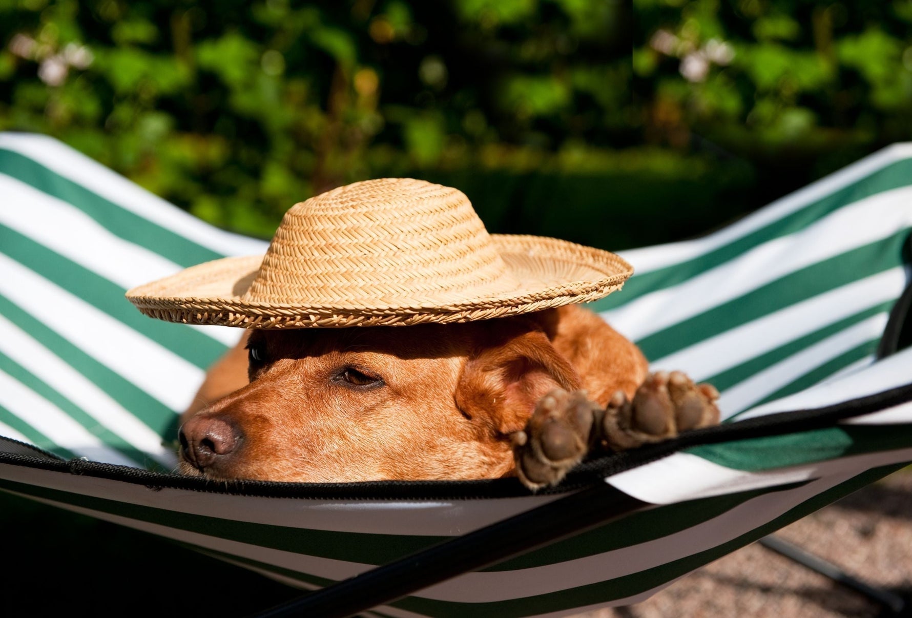 Sunburn in animals – How to protect skin and fur in the hot season ...
